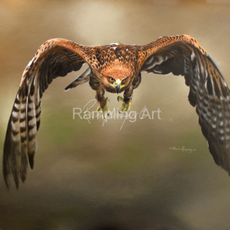 Golden Eagle – Rampling Art