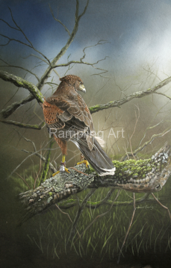 Harris Hawk | Out Hunting – Rampling Art