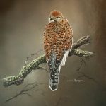 Gyr x Prairie | Hybrid – Rampling Art