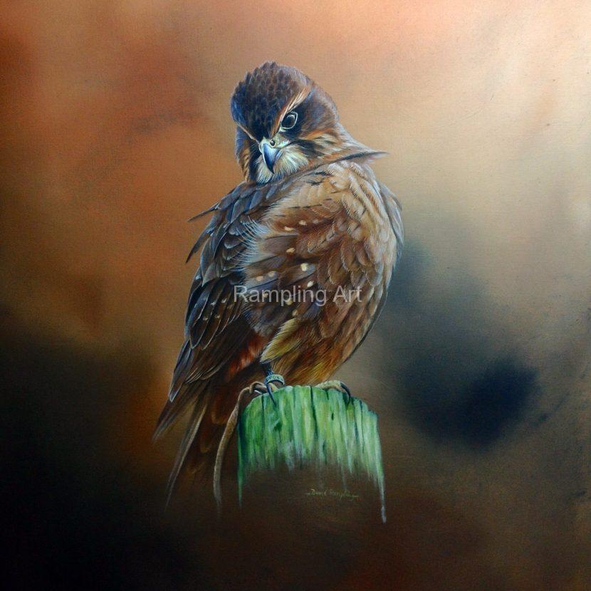 New Zealand falcon painting. – Rampling Art