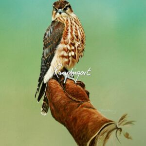 Rampling Art – David Rampling | Falconer & Artist